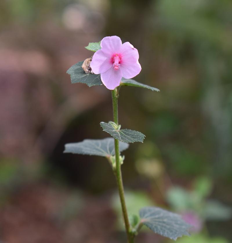 Preserve at Halpatiokee Regional Park | Martin County Florida