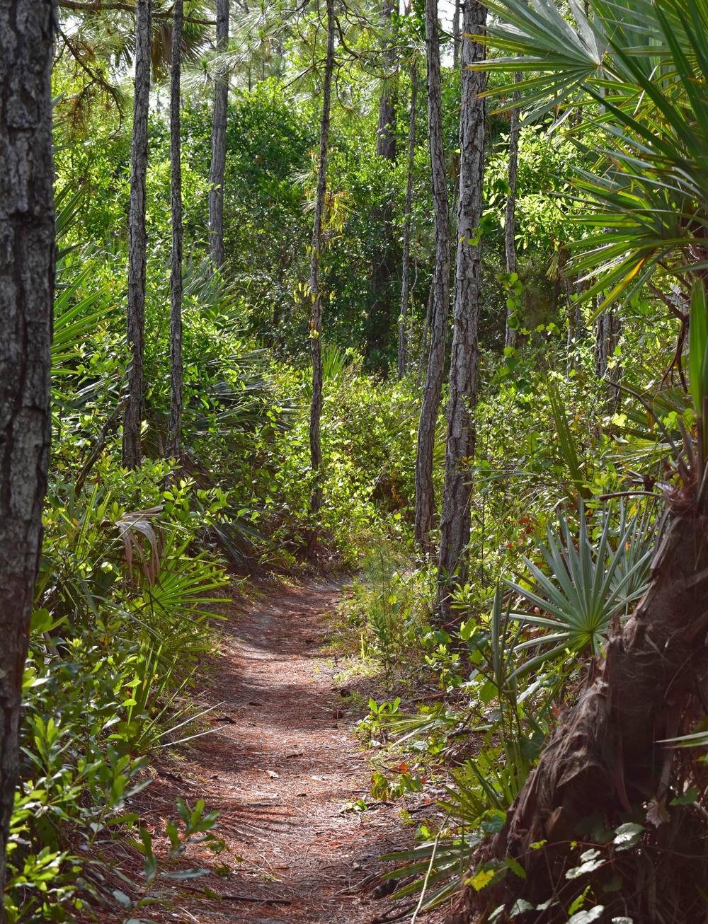 Preserve at Halpatiokee Regional Park | Martin County Florida