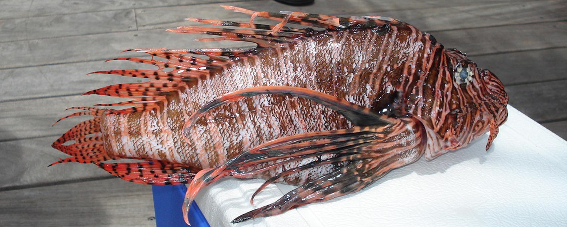 Lionfish Information | Martin County Florida