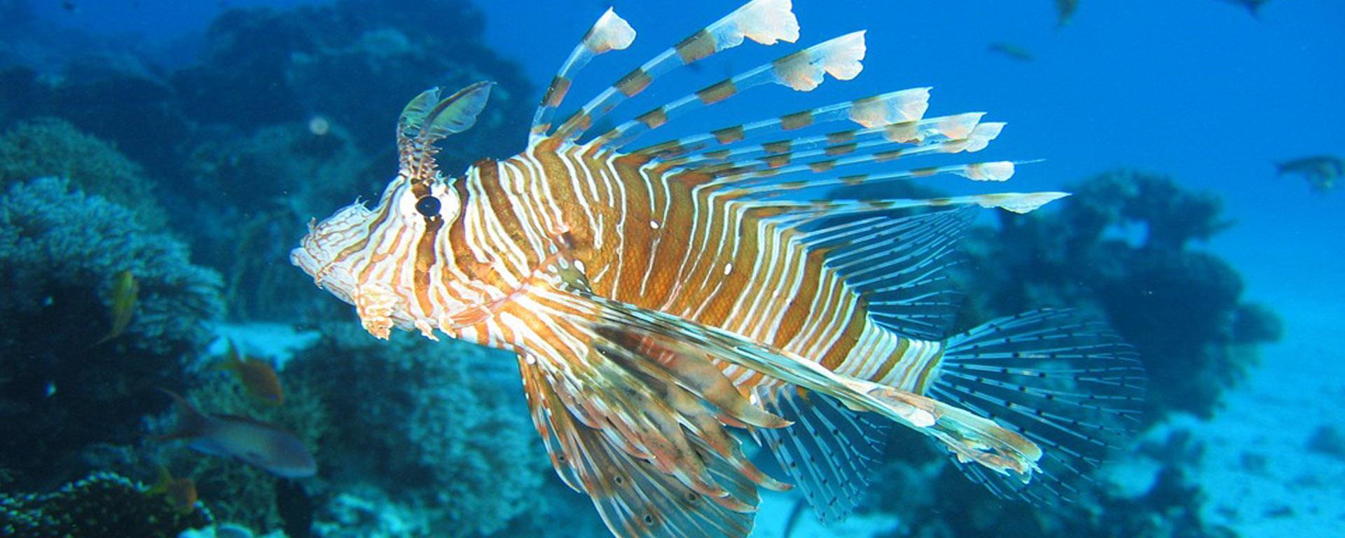 Lionfish Information | Martin County Florida